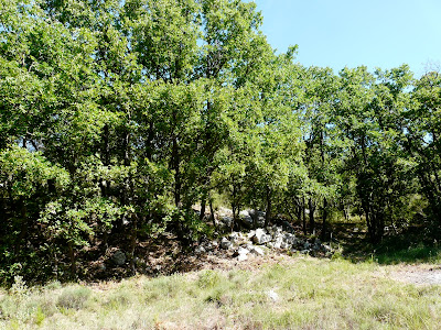 Une forêt en Provence: Jardiner en forêt