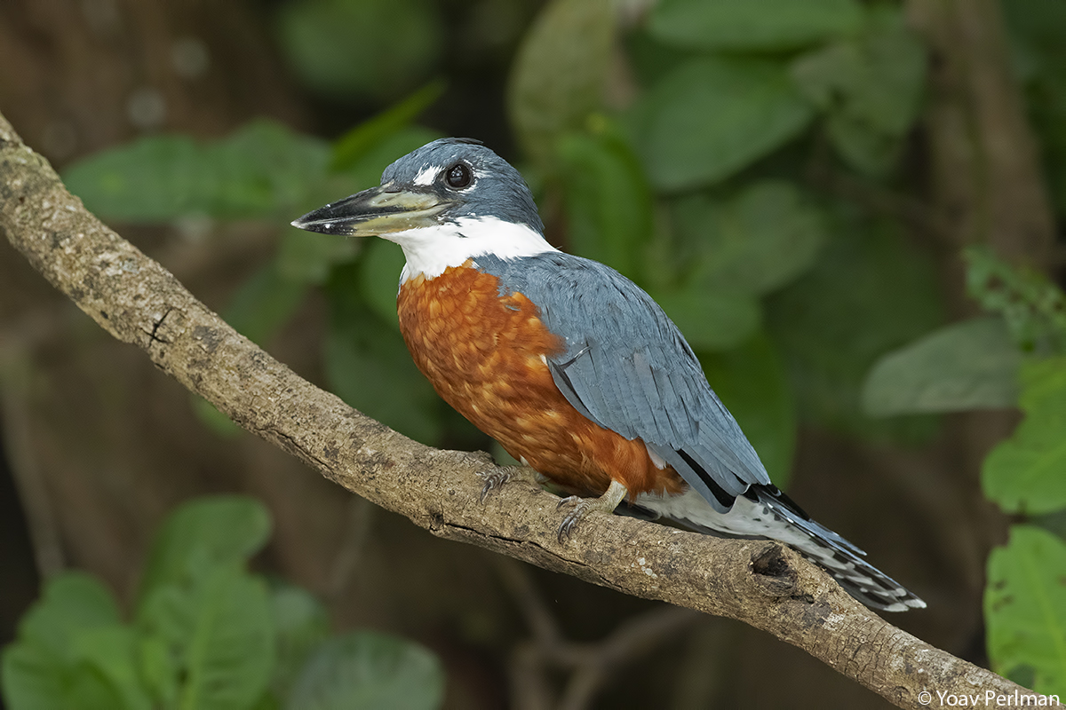 Pantanal birds | Focusing on Wildlife