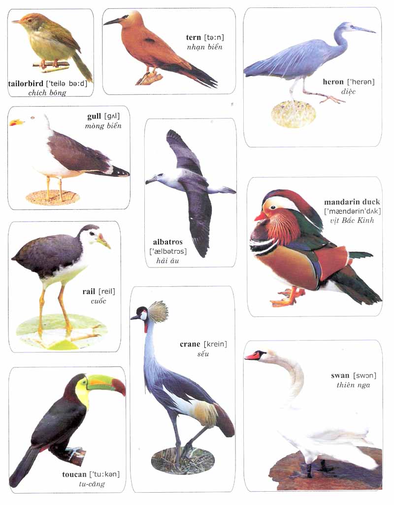 Learning Vocabulary with Pictures: Birds 2
