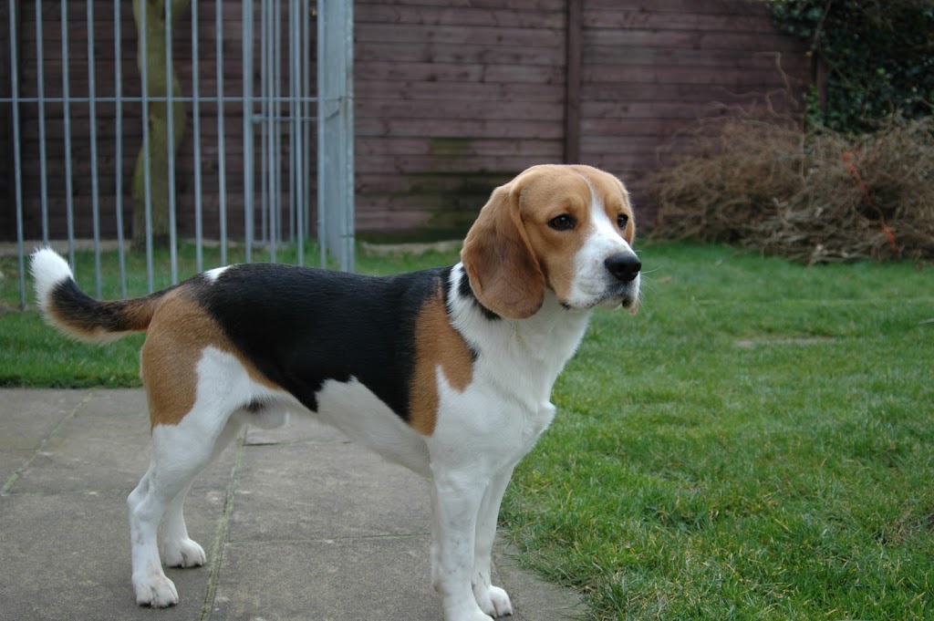 Beagle (Dog breed)