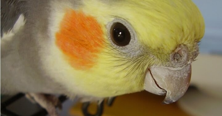 Peta - A calopsita !: Guia completo sobre Calopsitas