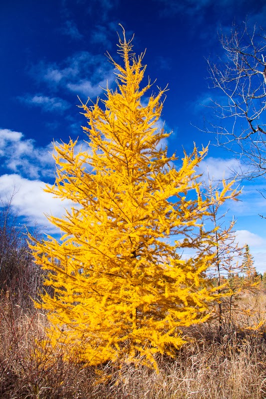 Jerry Mercier - just outside: Up north