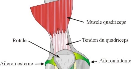 Blog 75: Infos santé : Sport et Santé-Syndrome rotulien, auto-rééducation