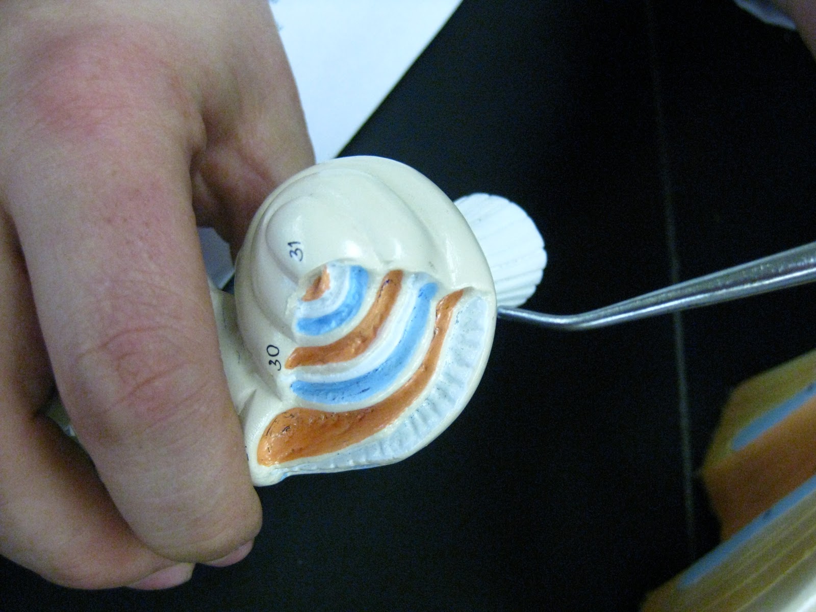 Cow Eye and Ear Model: Human Ear Model