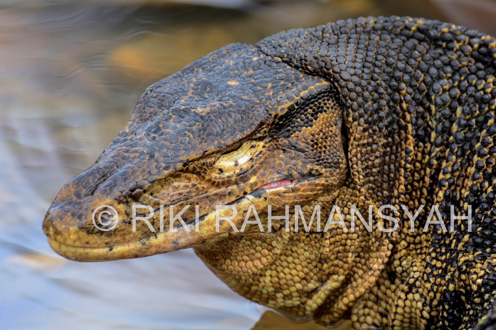 Ternyata Biawak Air (Varanus salvator) itu Cacat/Buta