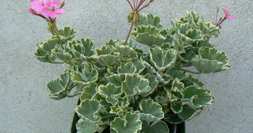 Pelargonium: 'Hills of Snow'