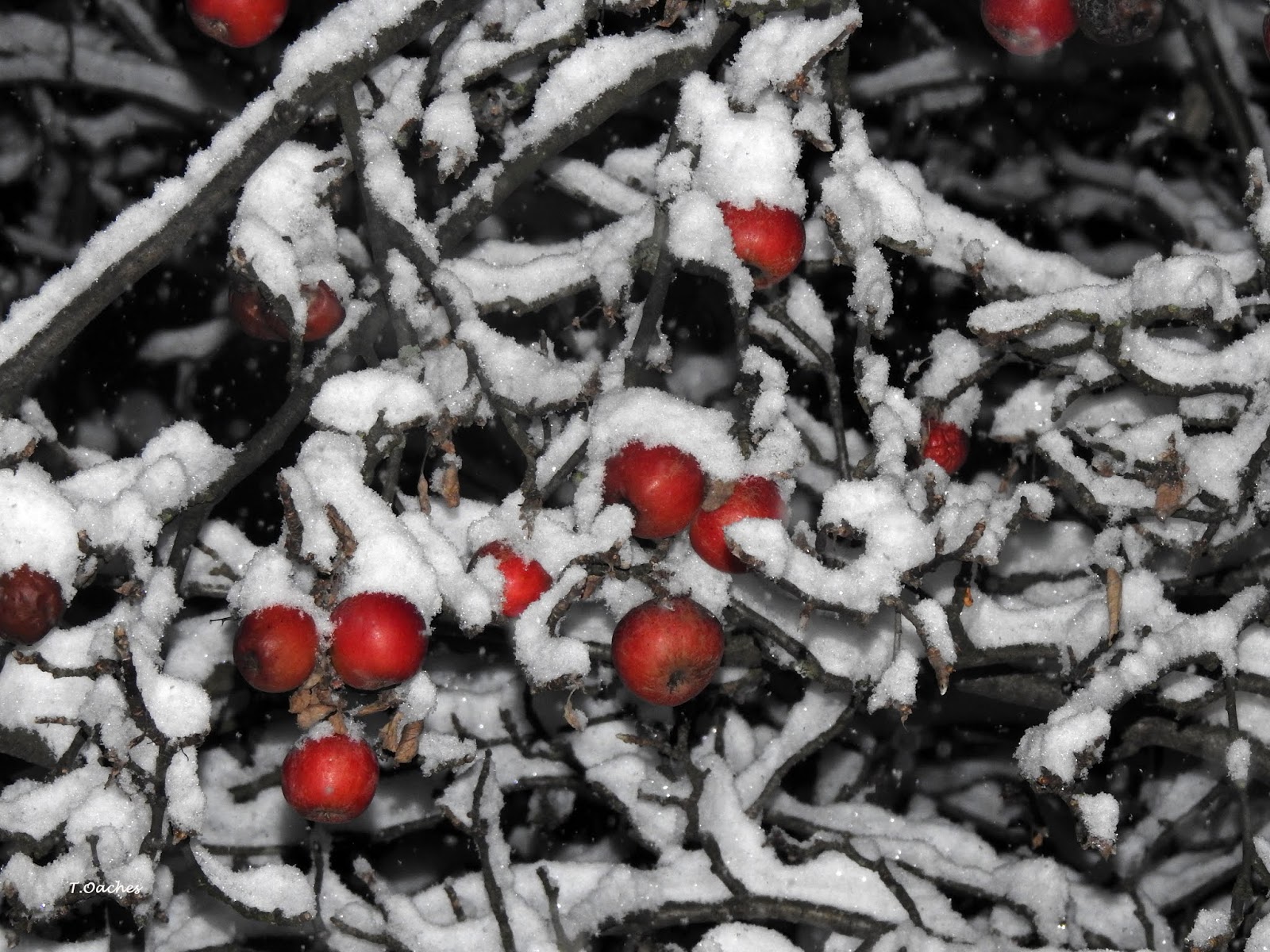 PASARI DIN ROMANIA: MERE ROSII