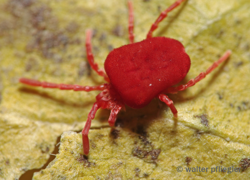 Nature photos from an Amateur Naturalist: Debrecen, Hungary (Debrecen ...