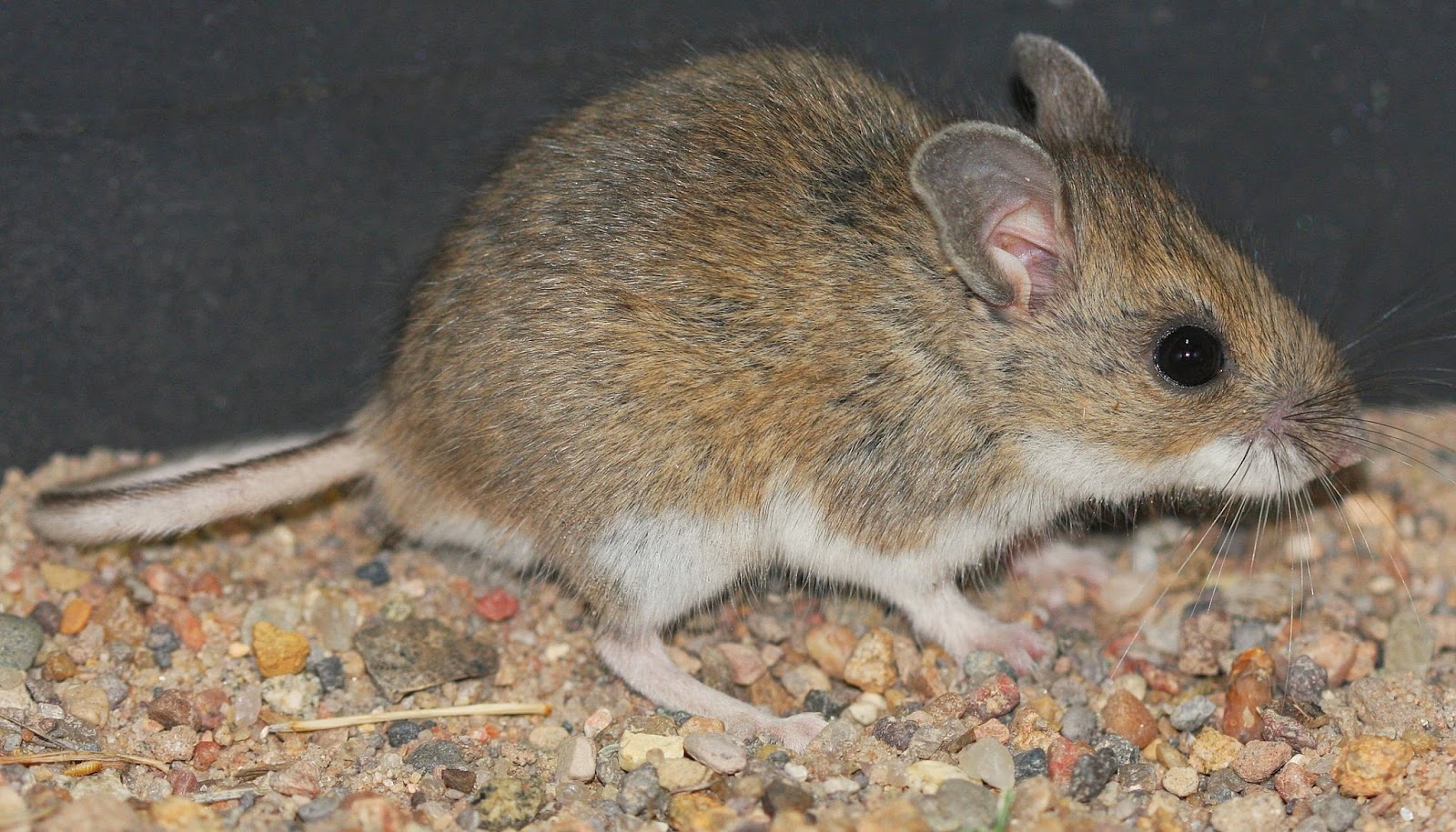 Catalogue of Organisms: The Gordian Mouse