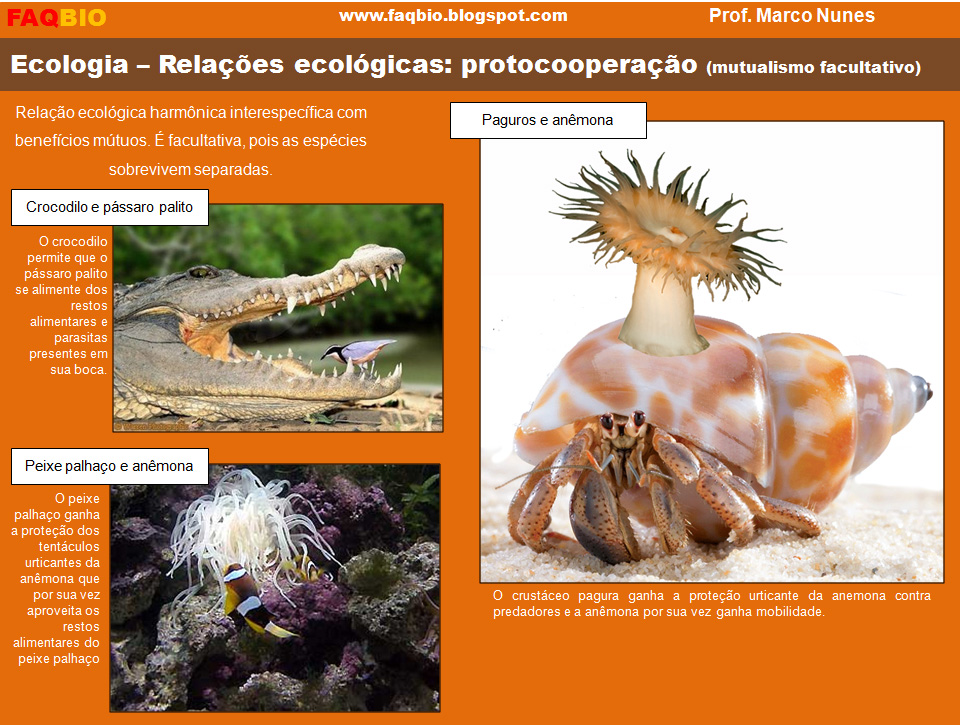FAQBIO - Apoio ao Estudo de Biologia: Ficha Resumo - Ecologia ...