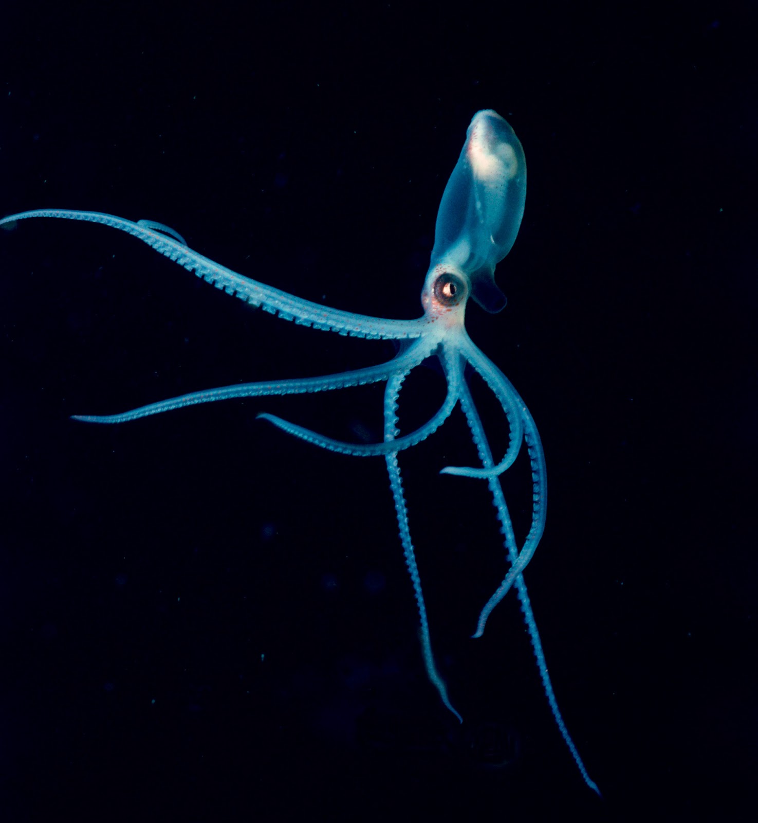 Pelagic+Octopus+1.jpg (1475×1600)