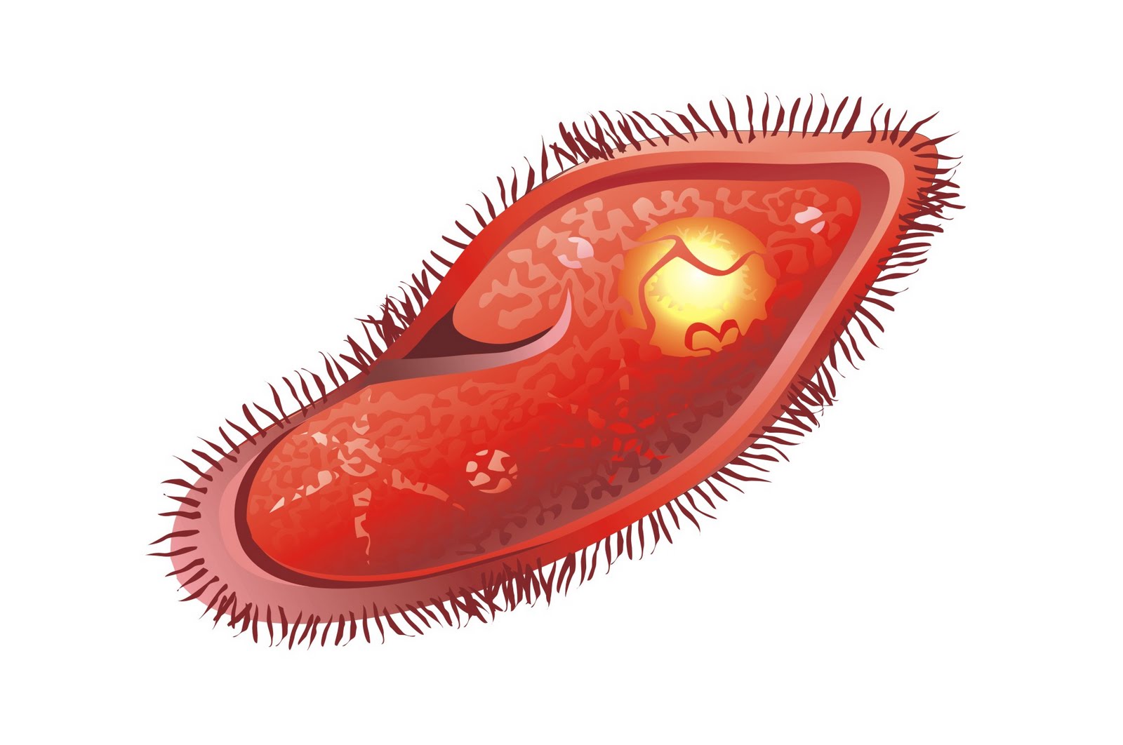 BIOLOGÍA Y GEOLOGÍA 1º ESO: 1 ESO: REINO PROTOCTISTA (PROTOZOOS) , y ...