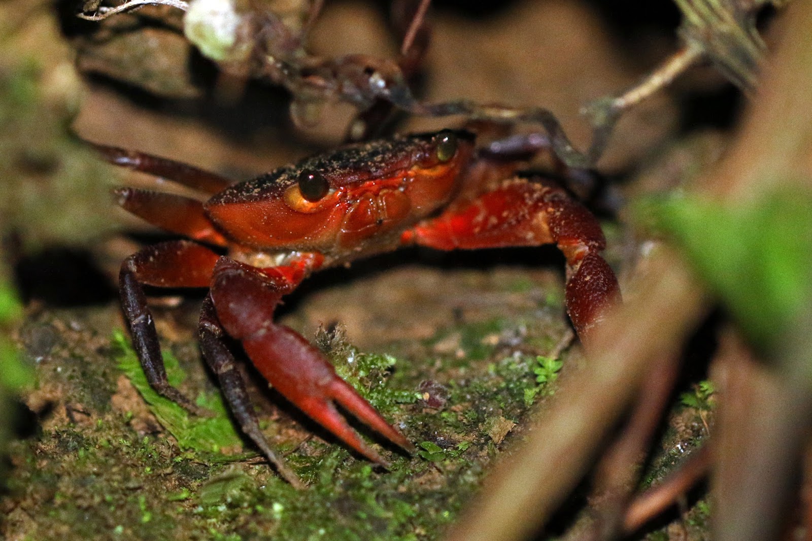 The Multicolored Diary: Wise crabs, sweet crabs, grumpy crabs ...
