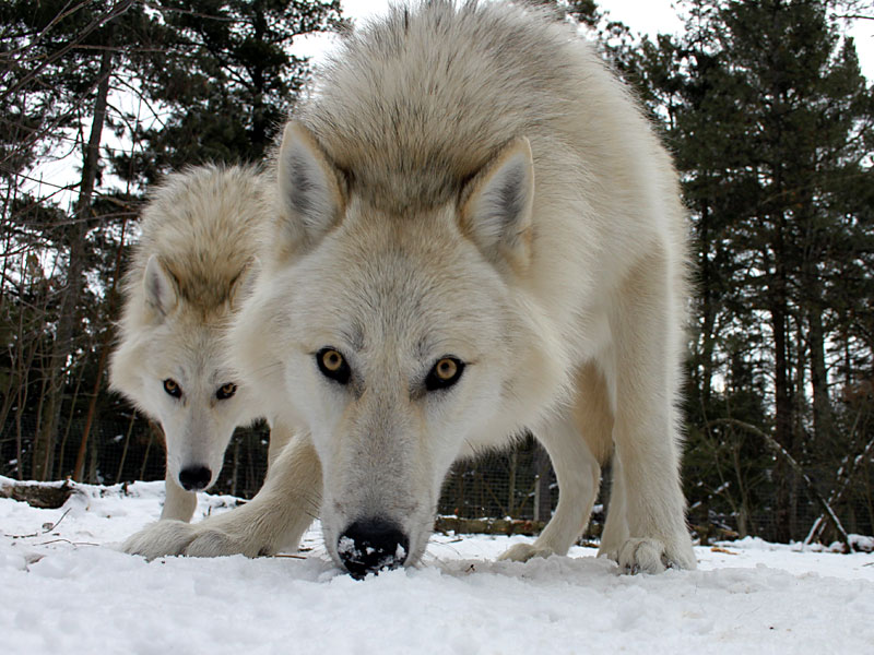 White Wolf : The Most Unexpected Moments: Wild Animals That Want To Be ...