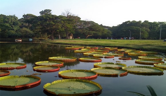 Travels-Freedom with Nature: Botanical Garden of Goa