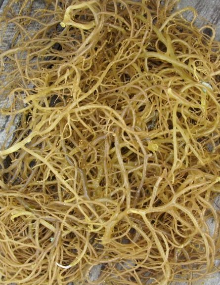 Rumpai Laut Semporna (Pulau Selakan): JENIS-JENIS RUMPAI LAUT DI SEMPORNA