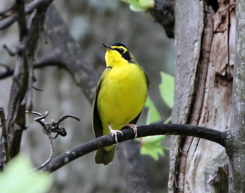 Ohio Birds and Biodiversity: Kentucky Warbler