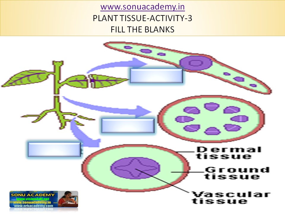 SONU ACADEMY: PLANT TISSUE -ACTIVITY