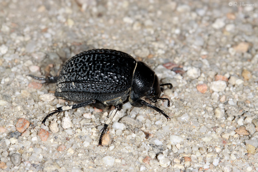 fotosricardo-h: PIMELIA ROTUNDATA / Pimelia rotundata