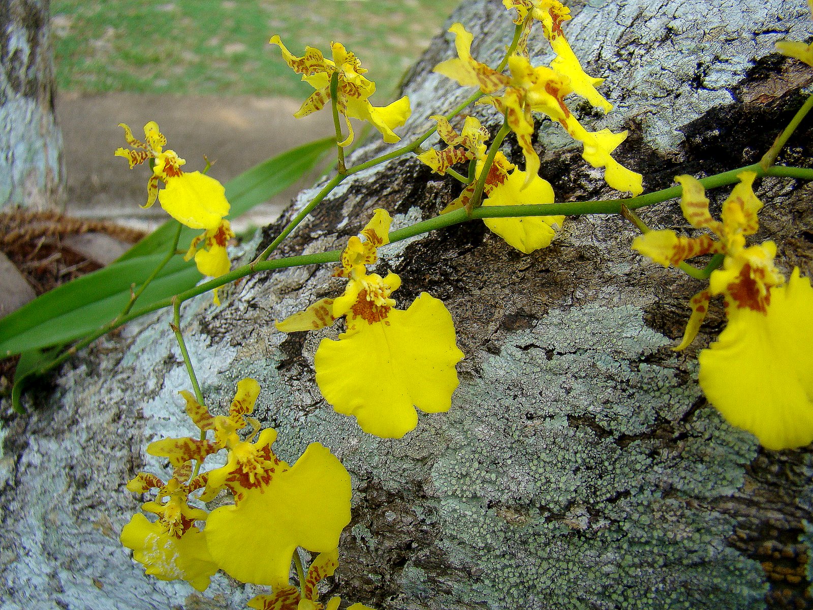 Discover-SriLanka: SRI LANKA - ORCHIDS [ ' KANDYAN DANCER ' ORCHID ]