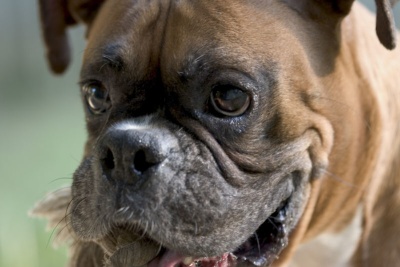 Funny Boxer Dogs | Funny Images Show