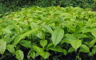 curut sindoro: Tumbuhan yang bisa dijadikan sumber makanan dalam survival