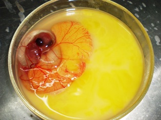 Embriologi Semesta: Perkembangan Embrio Ayam