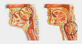 Fonoaudiologia Deglución