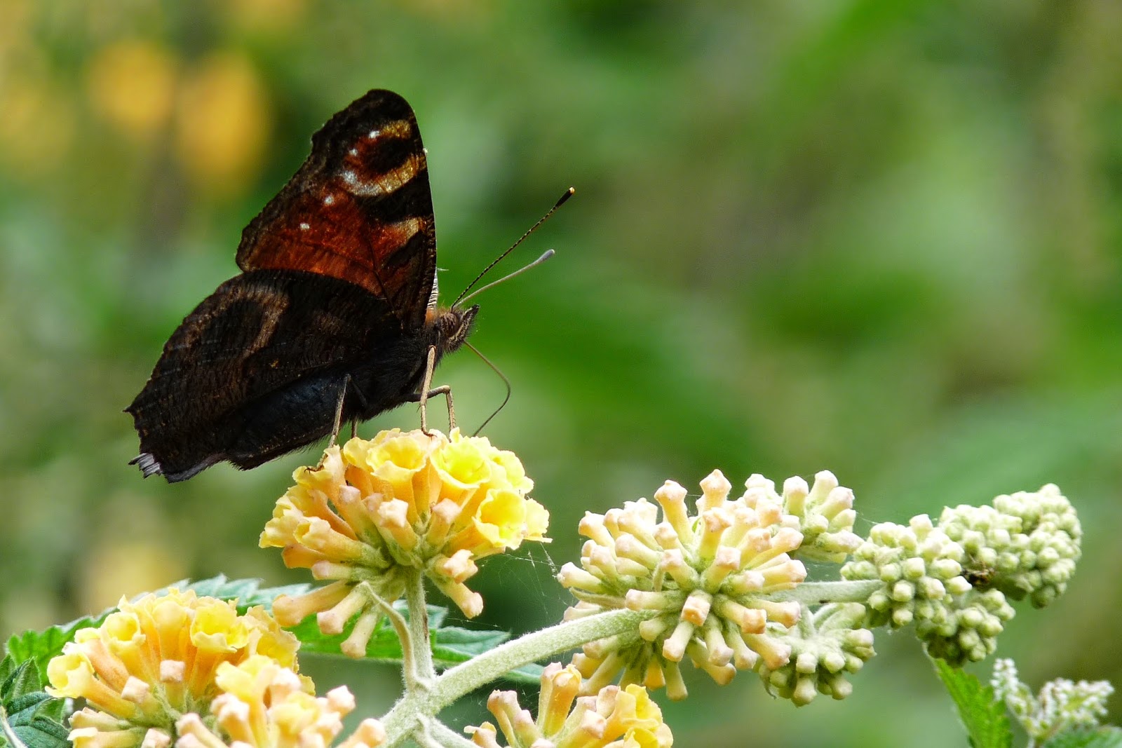 Northwest Norfolk Naturalists: Local butterflies