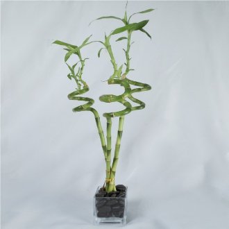 BONSAI BAMBU CHINA - DUNIA TANAMAN HIAS