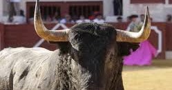 Taller de Toros: La mirada del toro