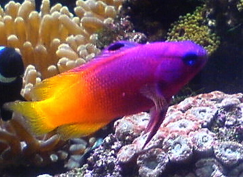 Royal Gramma - Beautifully colored Fish
