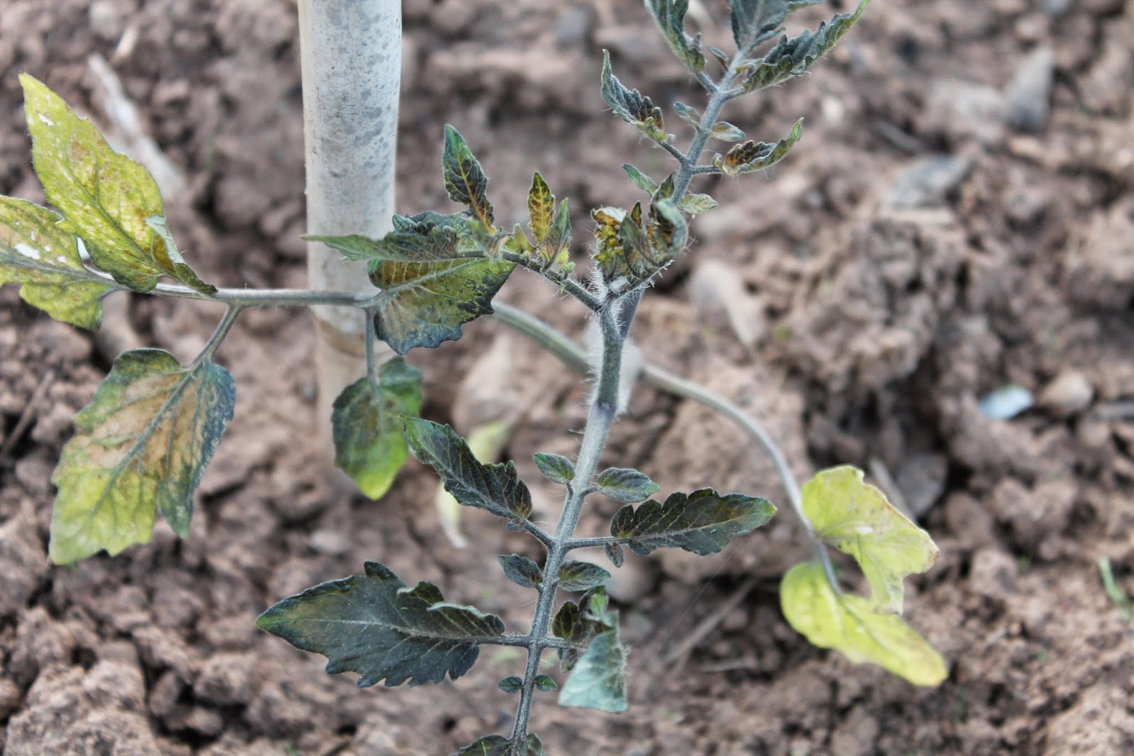 Nova Scotia Vegetable Blog: Freezing Injury Observed on Tomato, Pepper ...