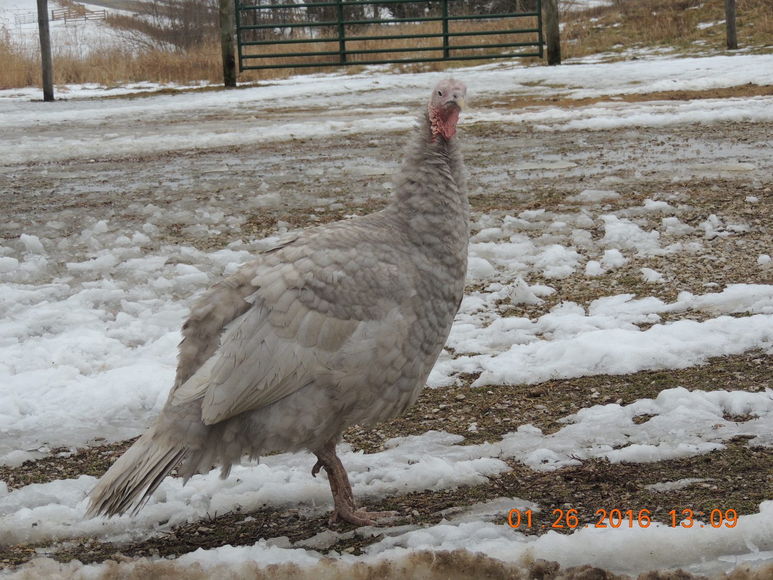 Confessions of a Crazed Cattlewoman: Turkey Evaluation Part 1: The Blue ...