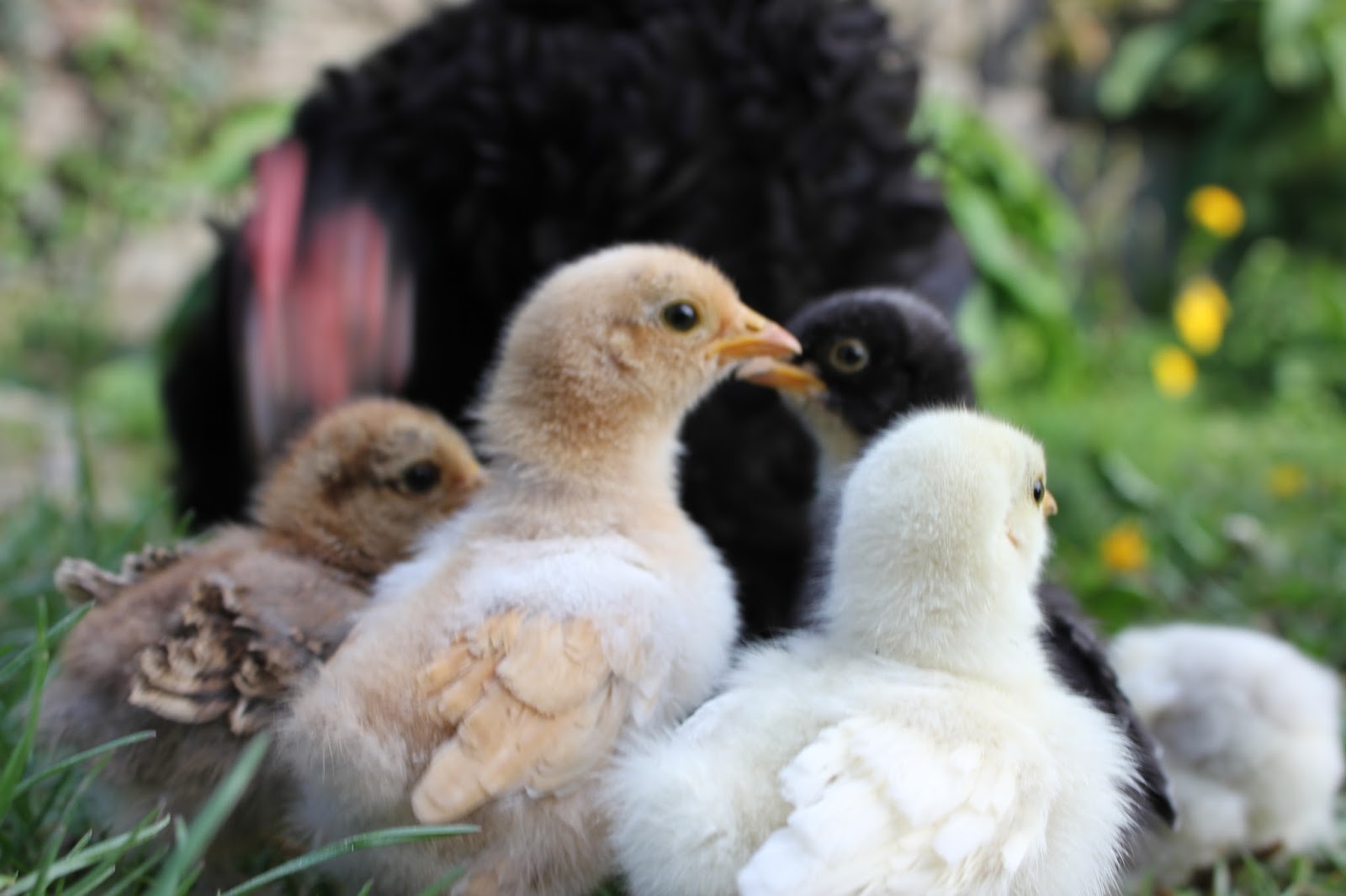 Cochin Craze 3 - Cochins for You - loveable, loyal, funny, fluffy ...