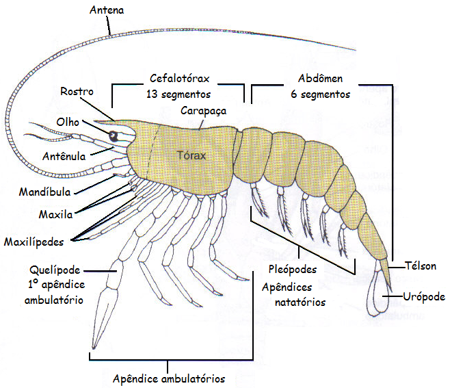 Artrópodes e Anelídeos: Artrópodes: Crustacea
