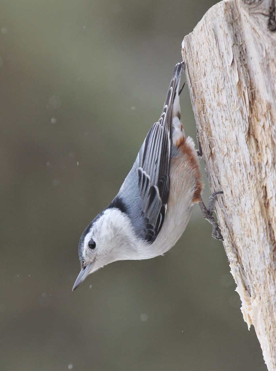 Les oiseaux de la région de La Pocatière, Québec: De la Perdrix grise ...
