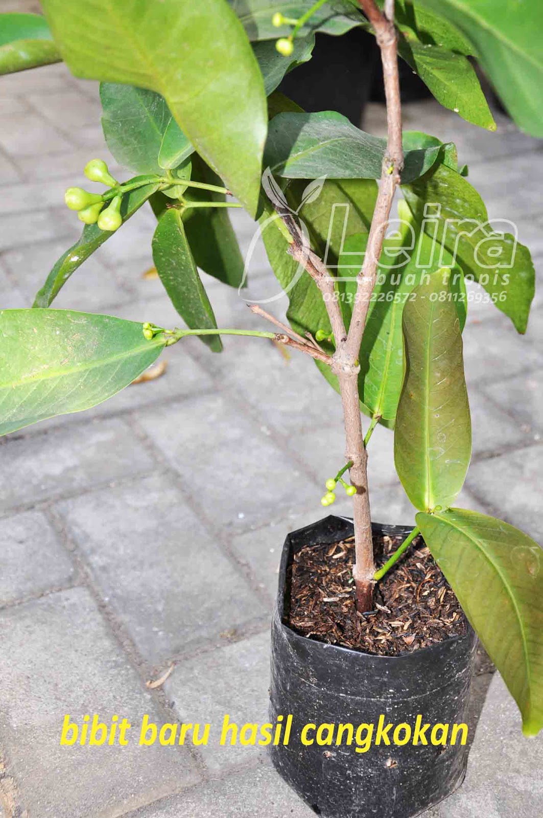 GADIS PETANI: Tips Mencangkok Tanaman Buah