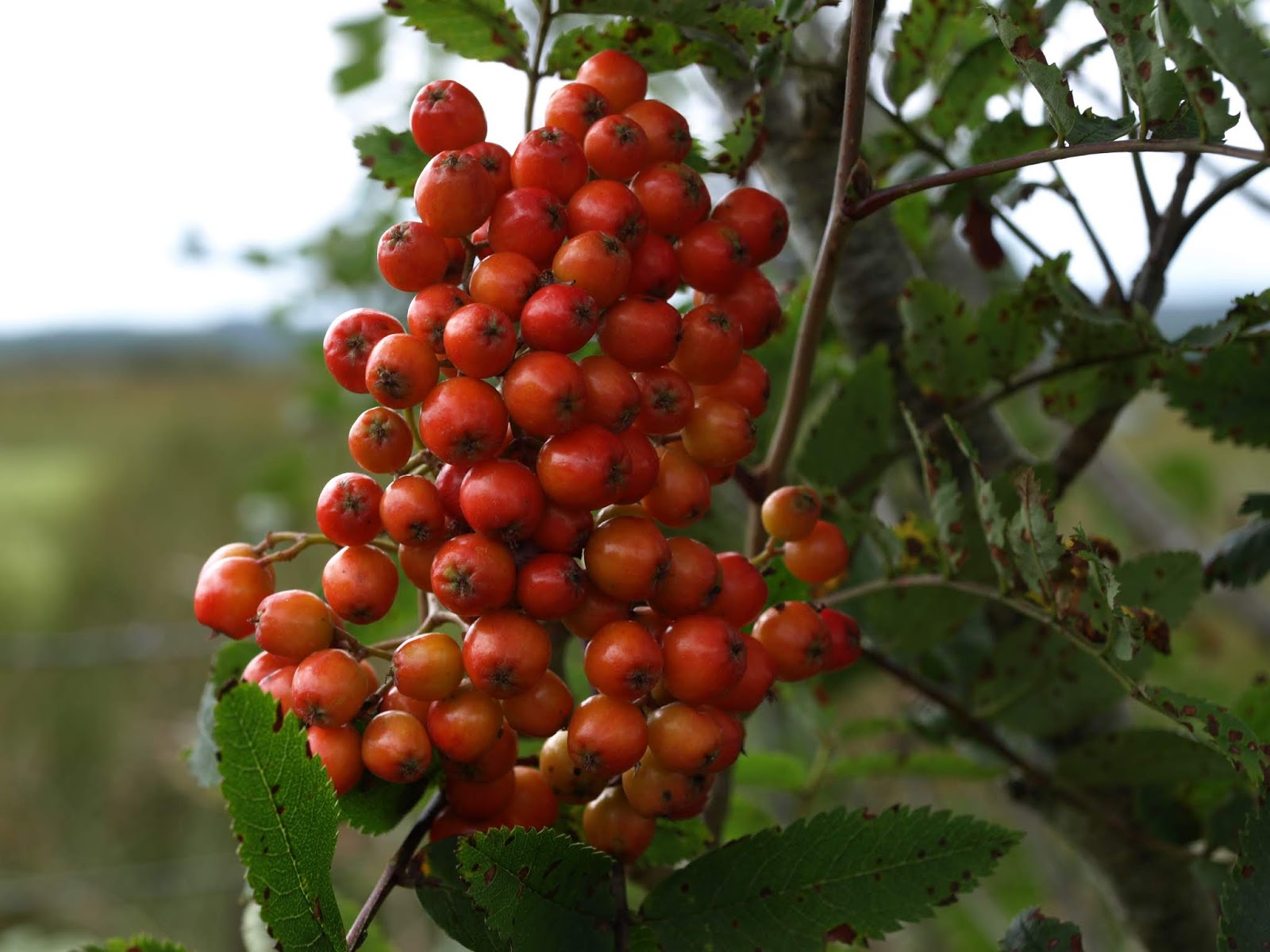 Raw Edible Plants: ﻿Rowan (Sorbus aucuparia)