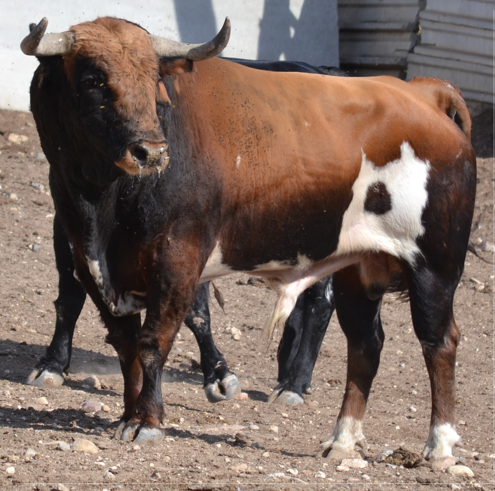 AFICIONADES TAURINES D'ALMASSORA