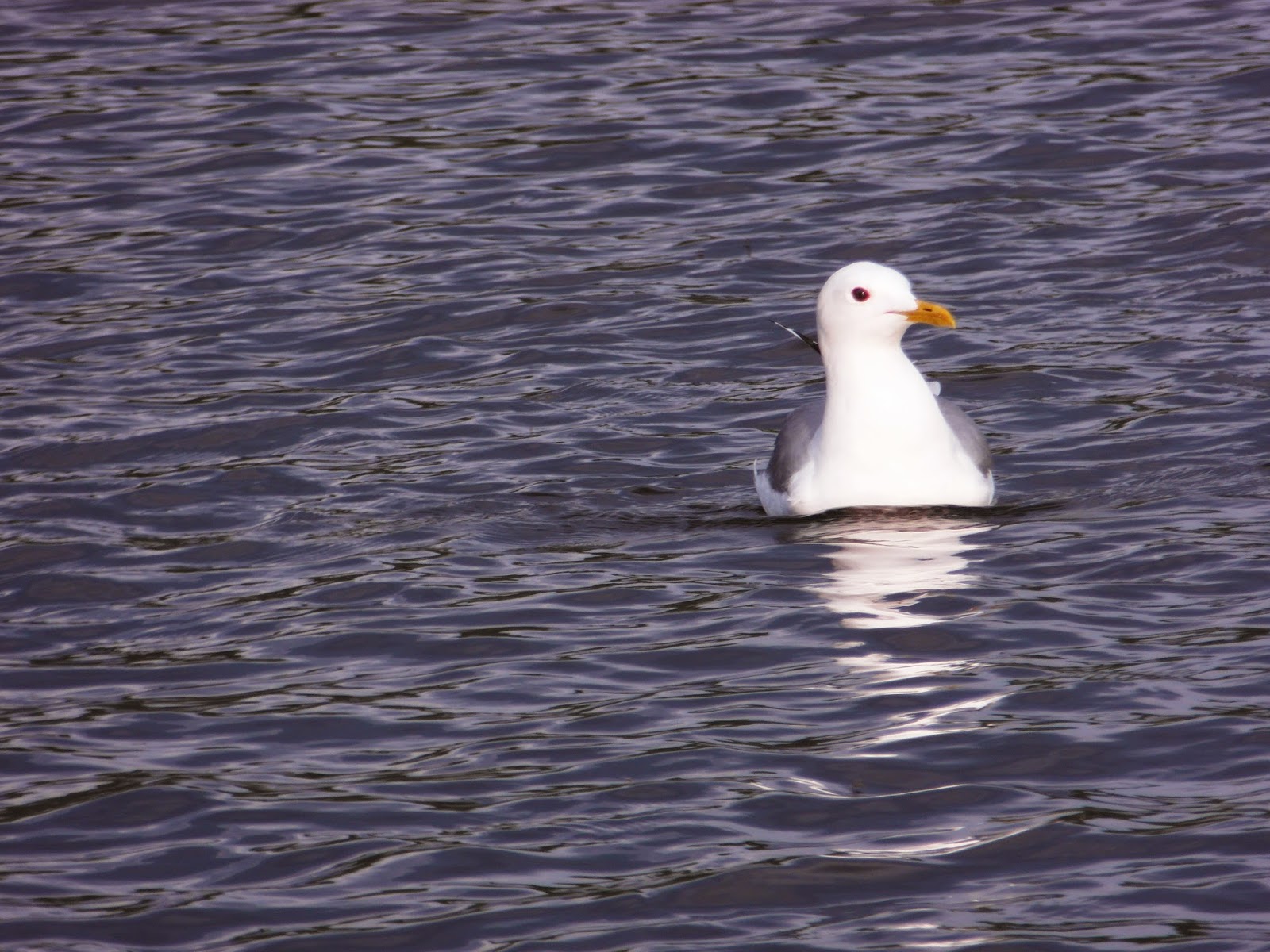 Annen jutut: KALALOKKI larus canus