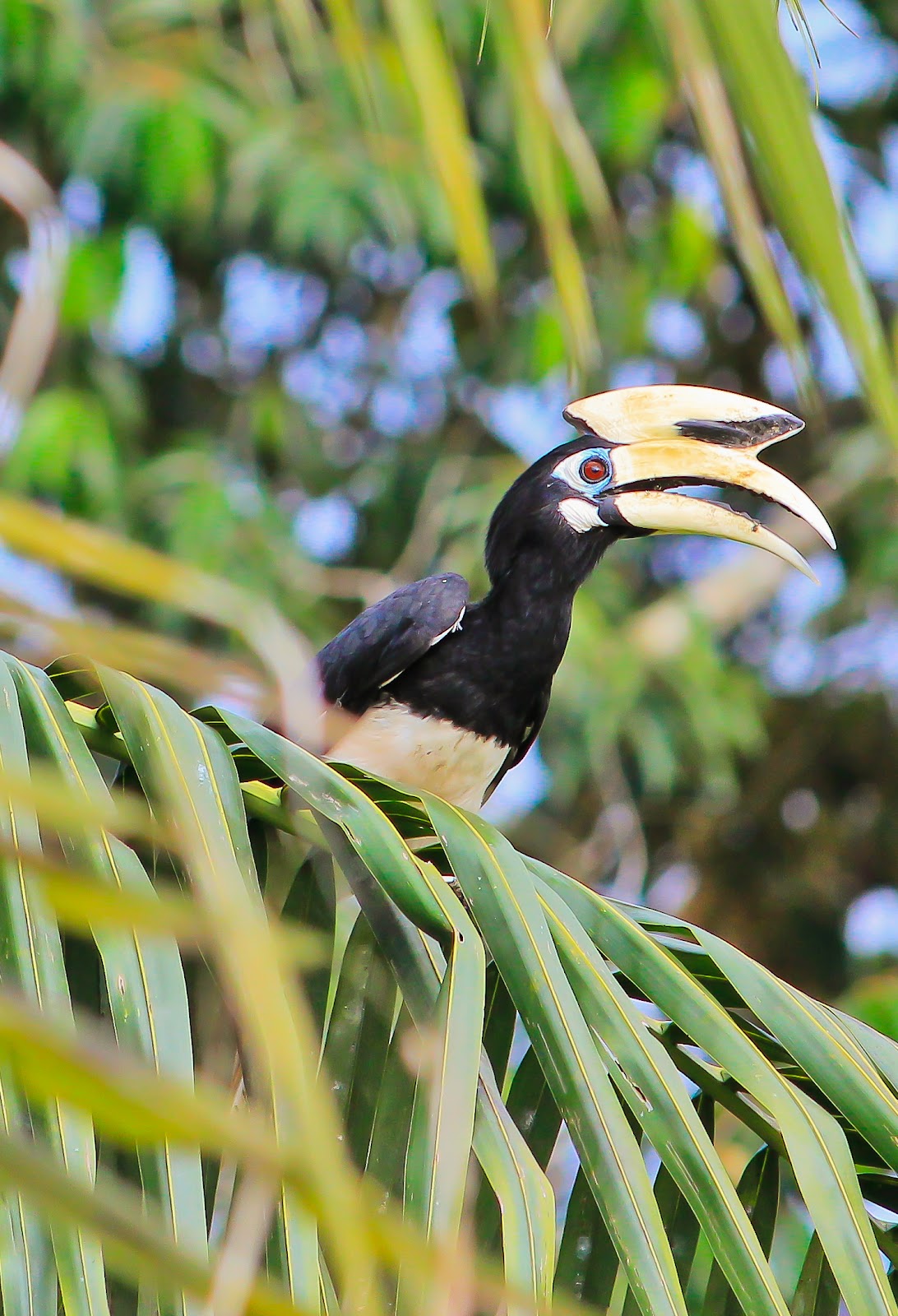 PENEROKA ALAM: Burung Enggan