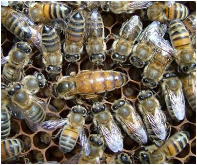 ΒΑΣΙΛΙΣΣΑ ΜΕΛΙΣΣΑ ΜΠΑΚΦΑΣΤ - BUCKFAST QUEEN HONEY BEE (BINTEO) - XΡΥΣΟ ...