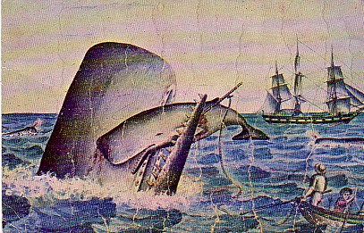 The Lair of the Silver Fox.: In Search of the White Whale!