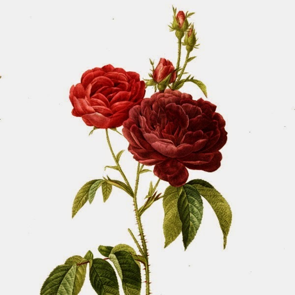 44+ Contoh Puisi Berjudul Bunga Mawar yang Banyak Dicari - Informasi ...