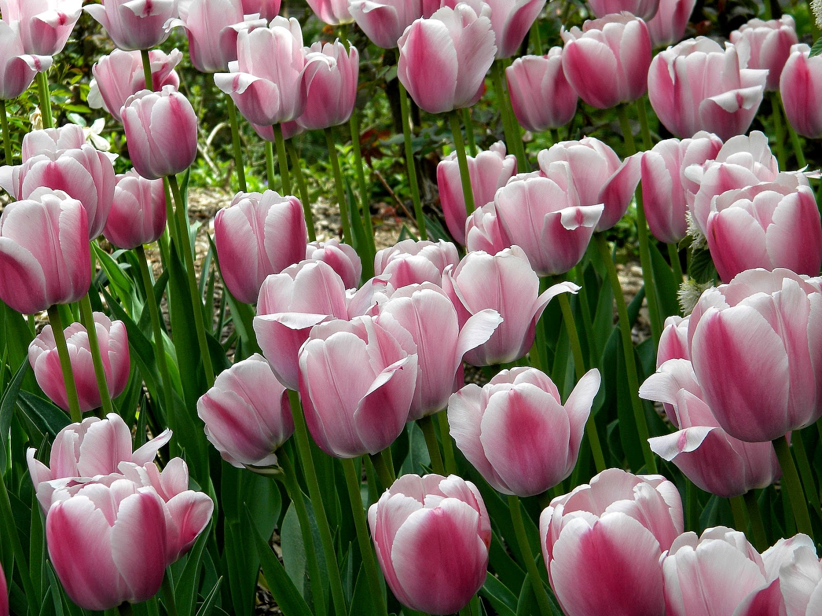 Spring Flowers Central Park Clip Art Public Domain Clip Art Photos and ...