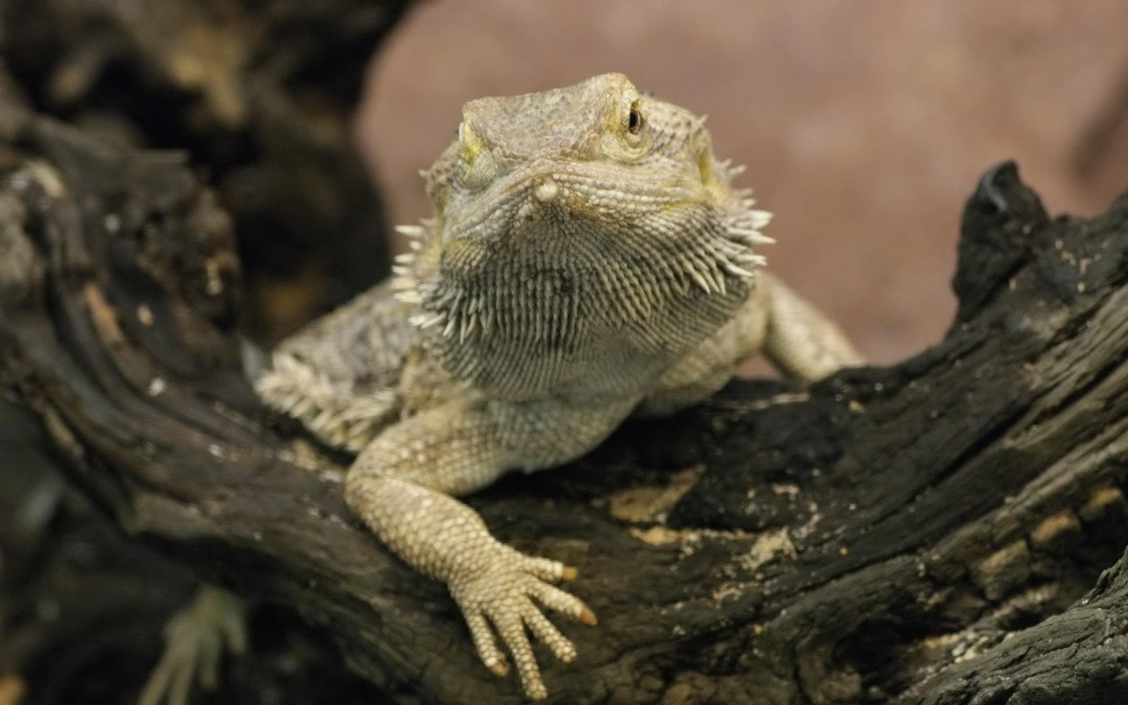 BEARDED DRAGON photos - wallpapers | the fun bank