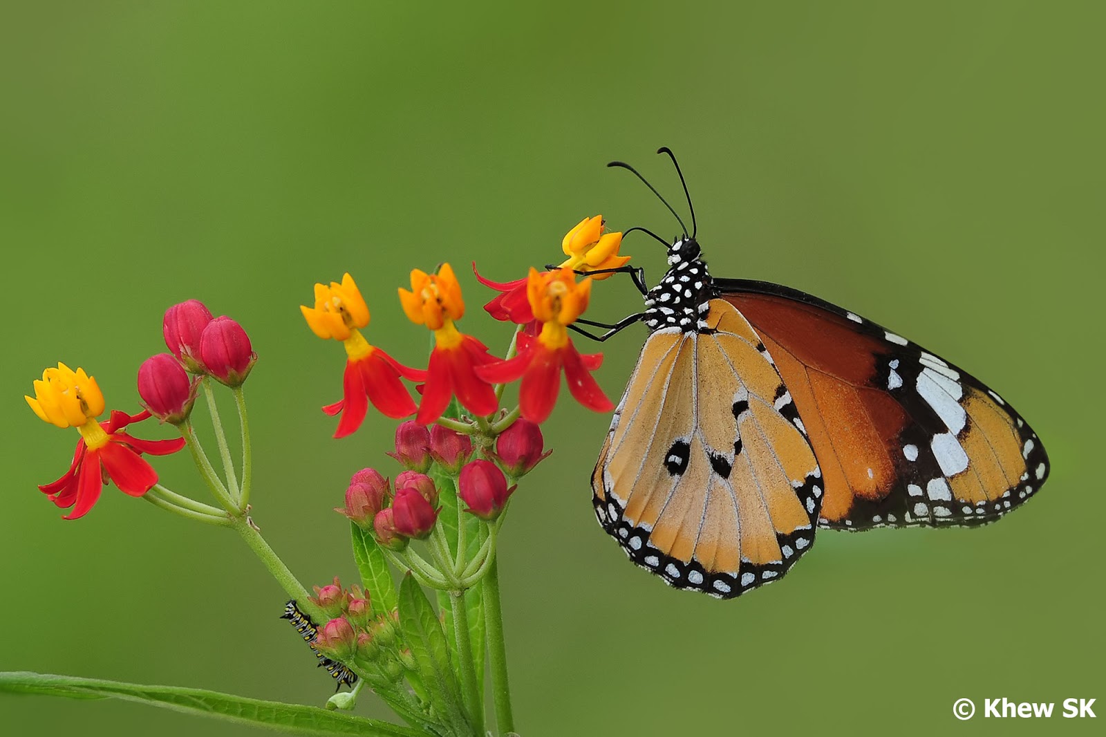 Butterflies of Singapore: Polymorphism in Butterflies