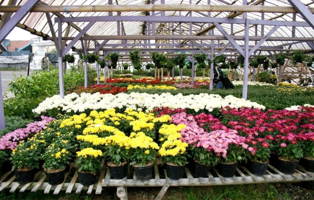 Terbaru 19+ Gambar Kebun Bunga Aster - Gambar Bunga Indah