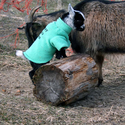 The Maaaaa of Pricilla: Silly Sunday - A Goat in a Coat